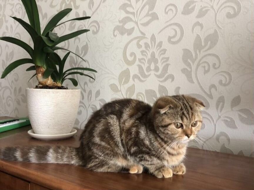 Шотландские вислоухие котята