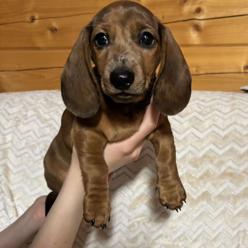 Такса, щенок