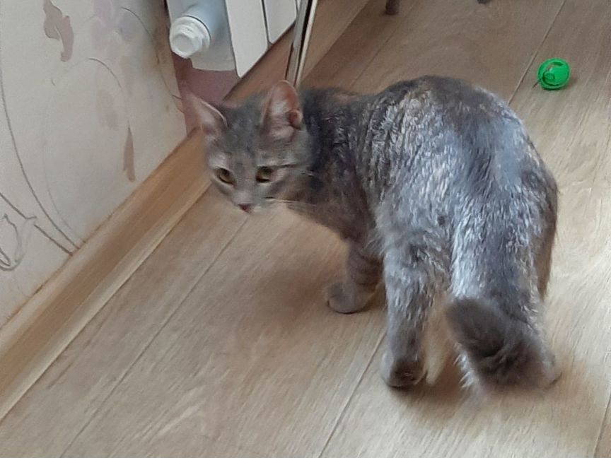 Отдадим котёнка(кошечку) в добрые руки