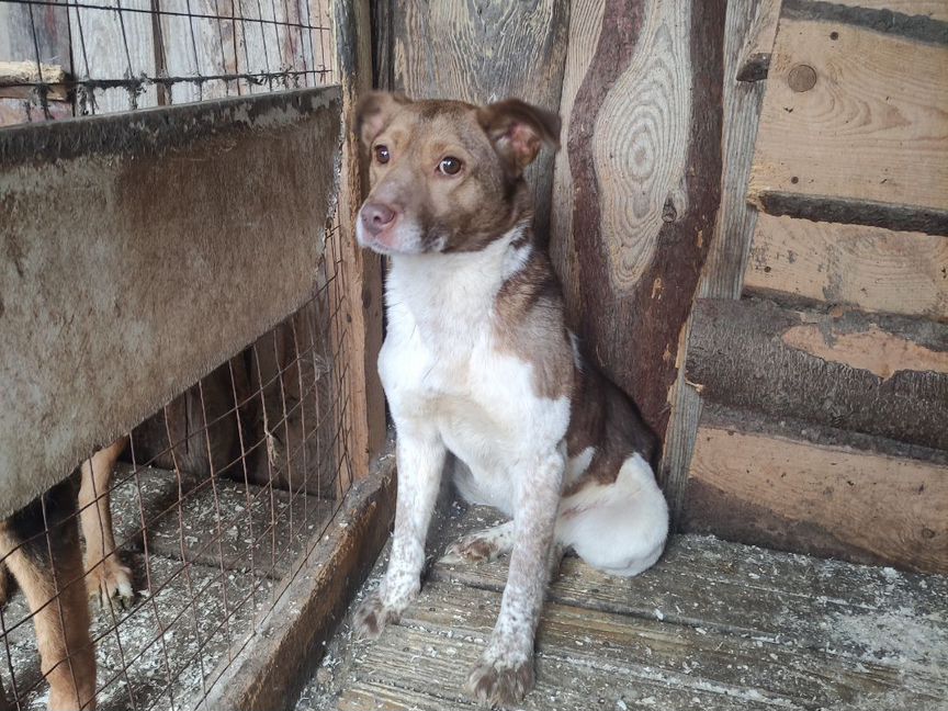 В добрые руки