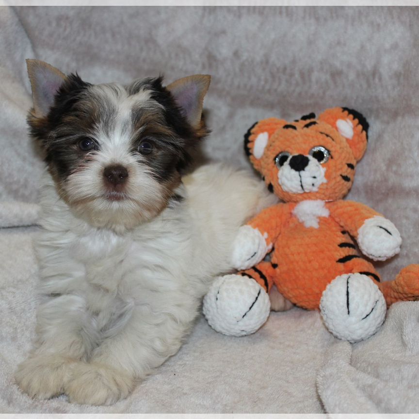 Йоркширский терьер, щенок