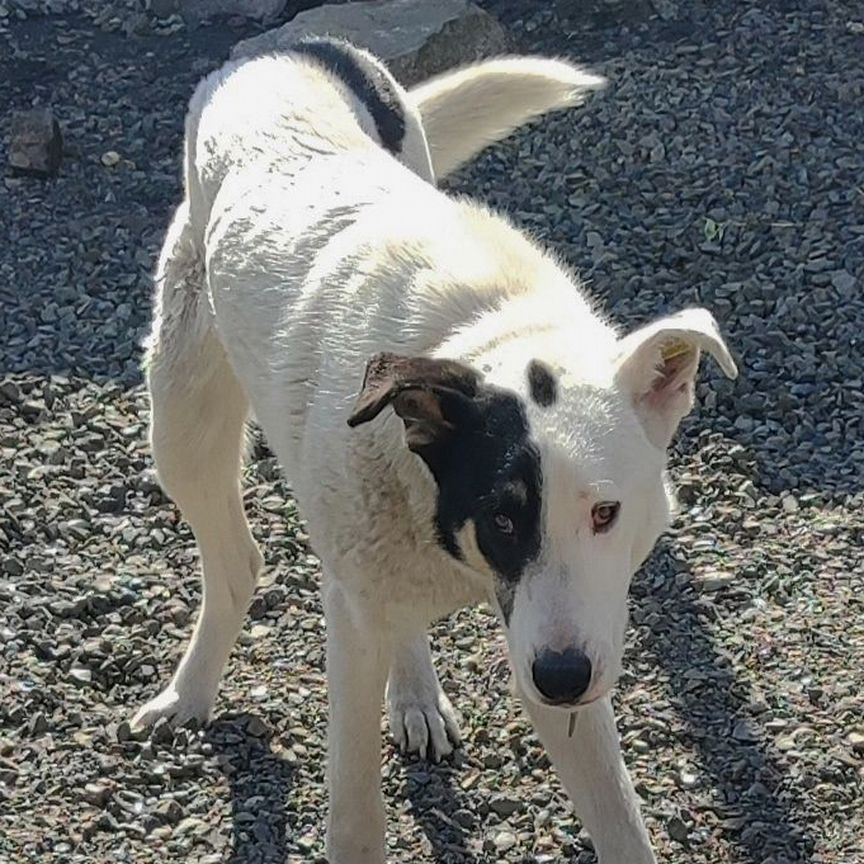 Взрослый пёс в добрые руки