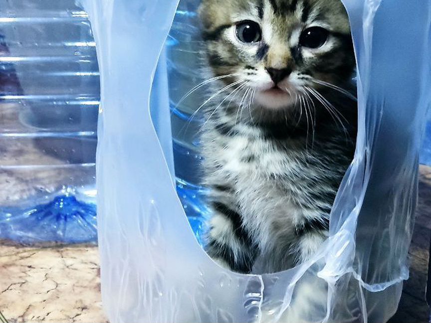 Котята мальчики