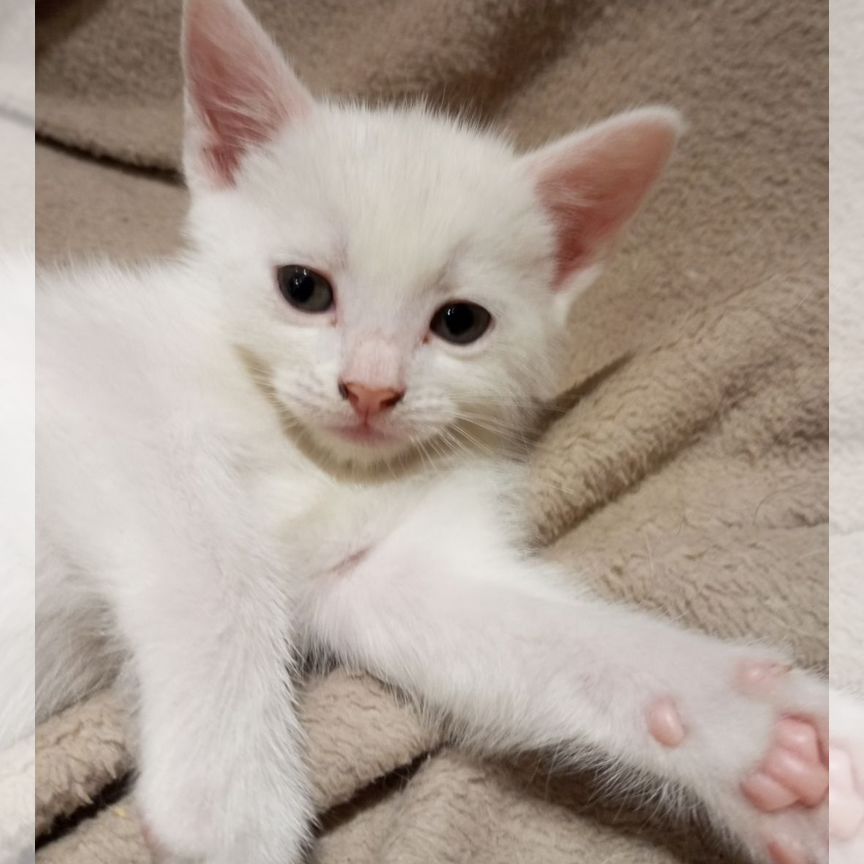 Котята ищут семью