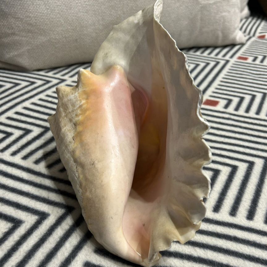 Большая Морская раковина