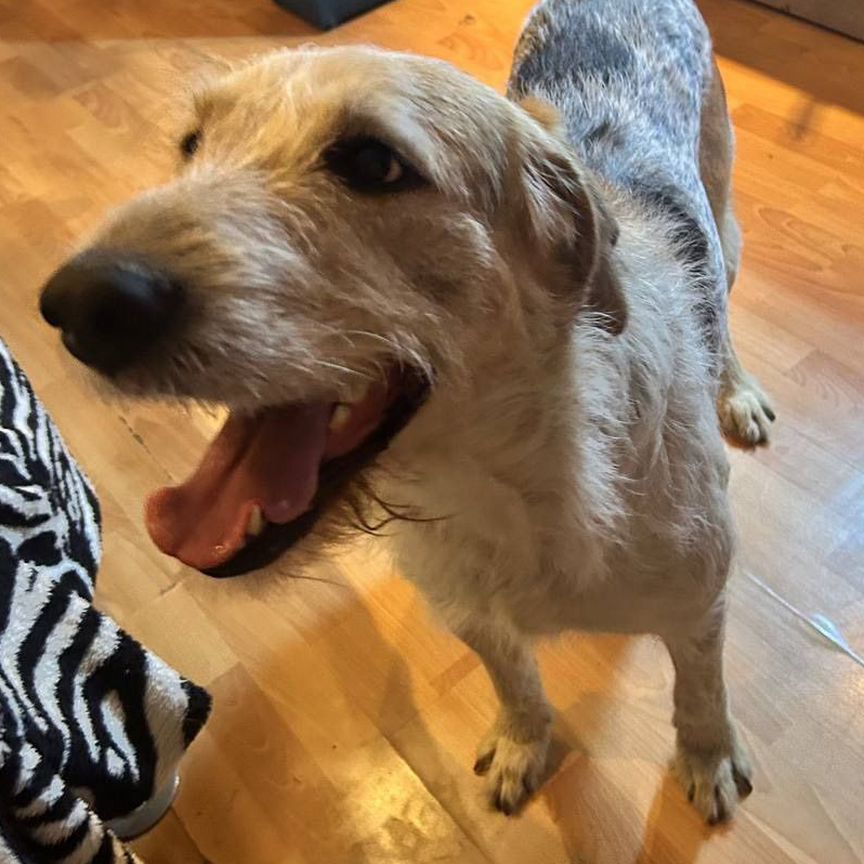 Отдам собак в добрые руки