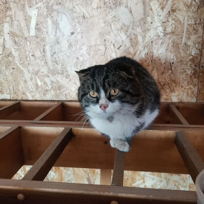 Кот в добрые руки