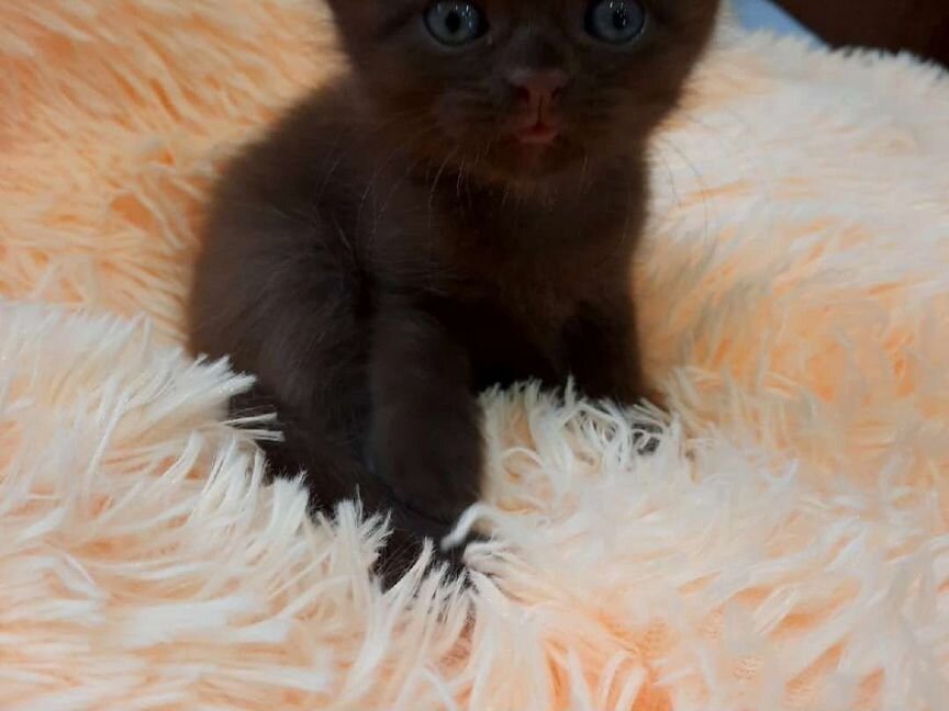 Шотландская вислоухая кошка 2500