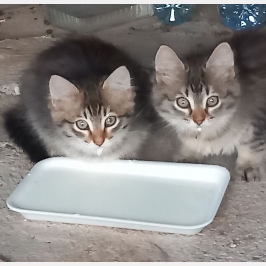 Котята очень красивые в добрые руки