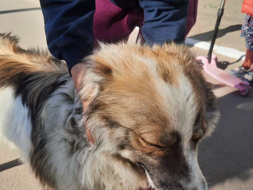 Собака и кошка с котёнком в добрые руки