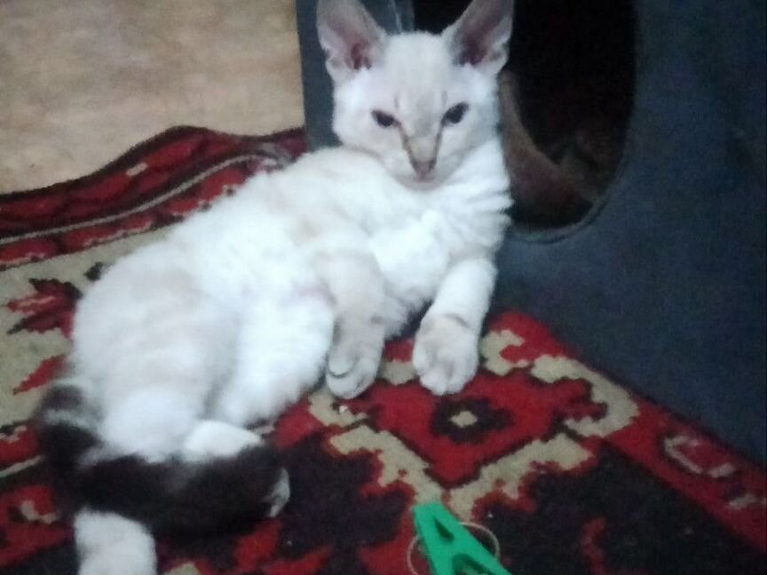 Сфинкс Велл