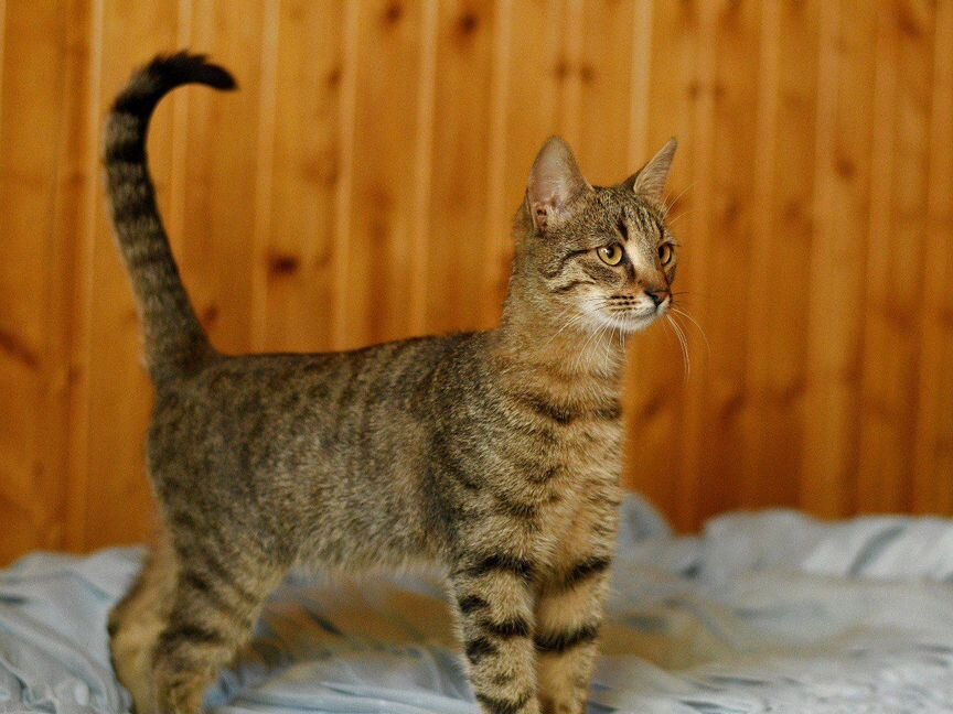 Котенок в добрые руки
