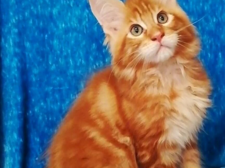 Котики мейн-кун