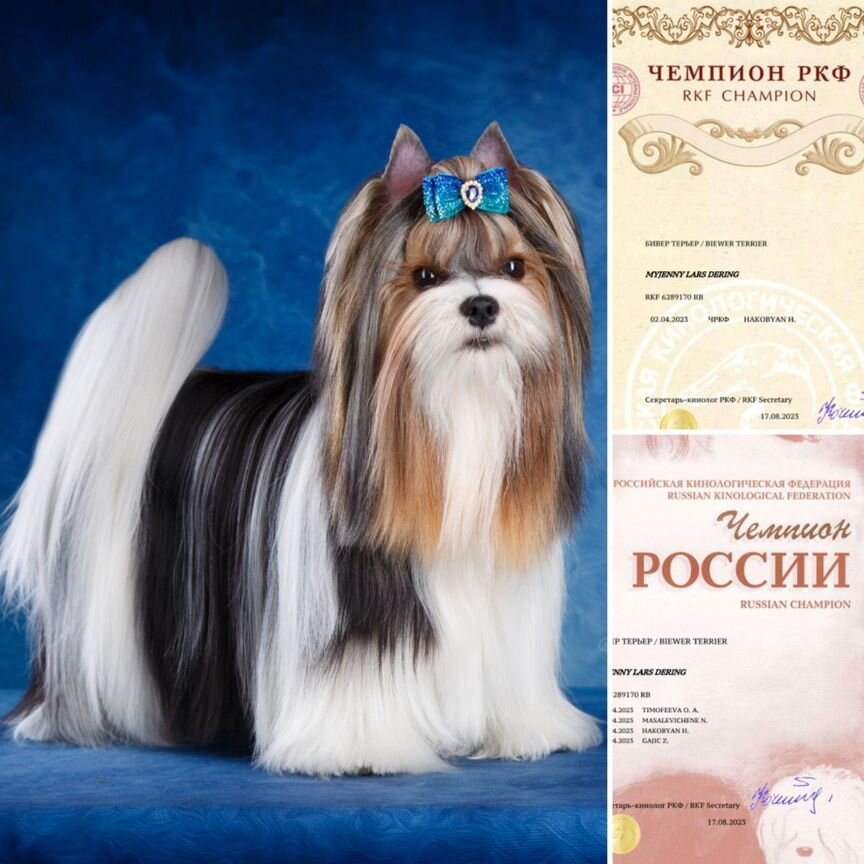 Бивер 2021 г.р. для вязки. Клубный, чемпион России