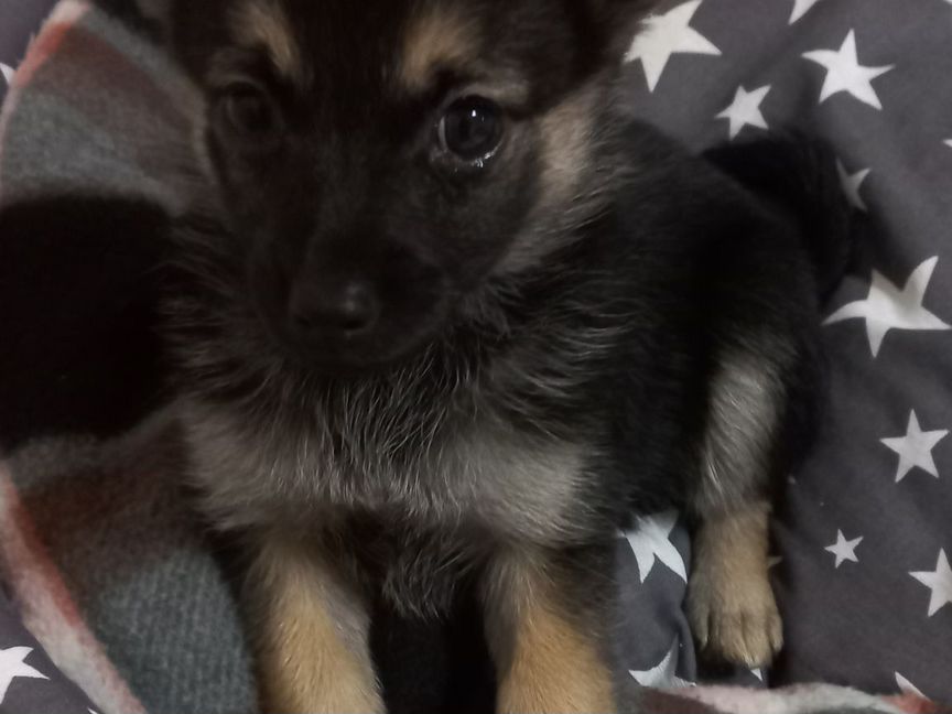 Малыш чорки (чихуахуа +йоркширский терьер)