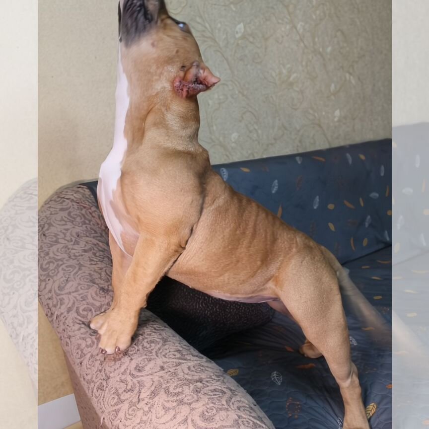 Американский булли, щенок