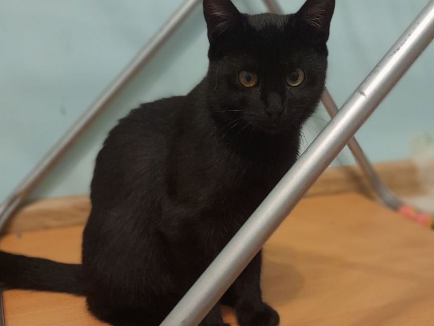 Кошка