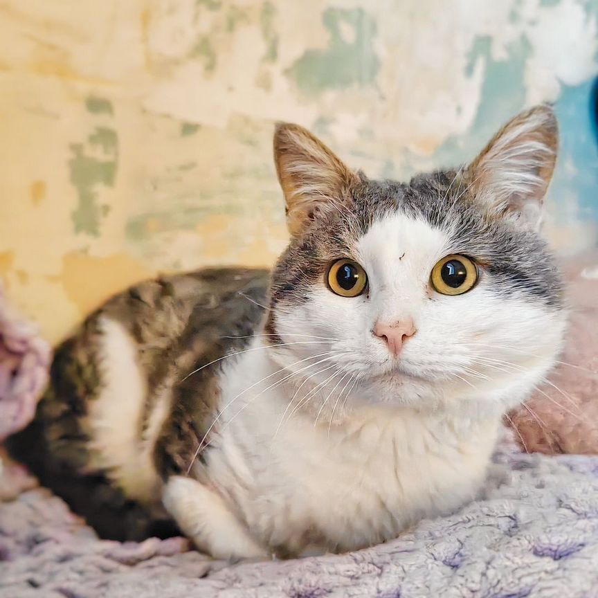Кот в добрые руки