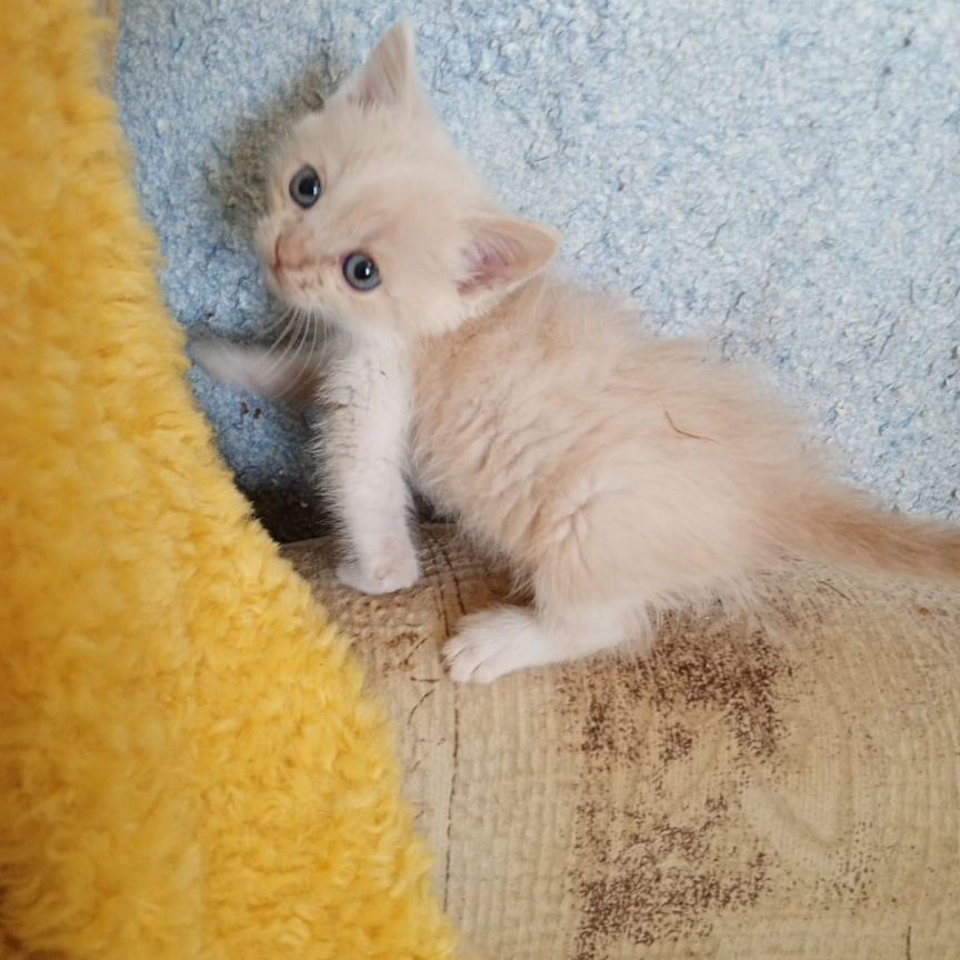 Котята помесь британца и ангоры