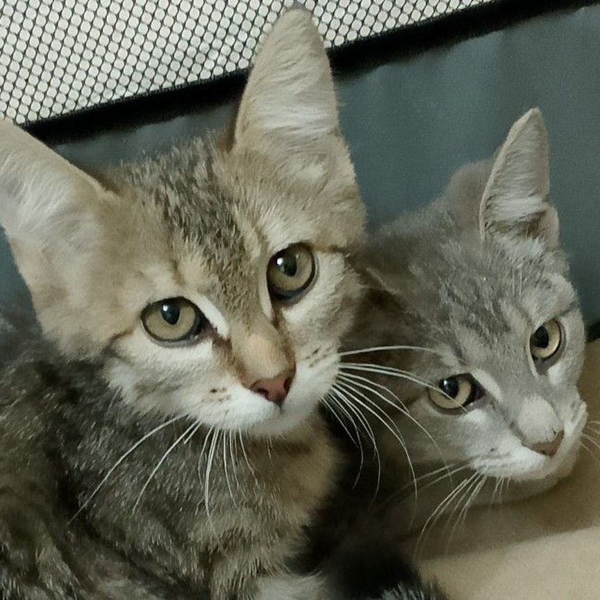 Котята на улице