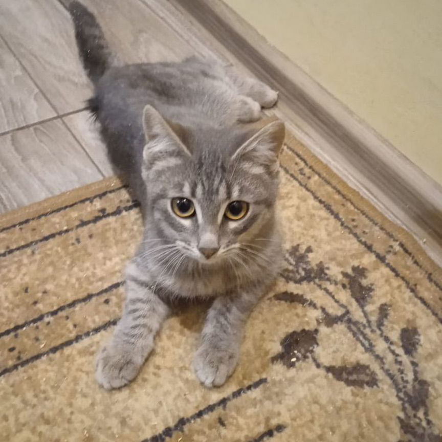 Милый замерзавший котенок