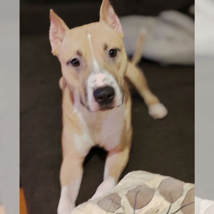 Американский стаффордширский терьер, взрослая собака