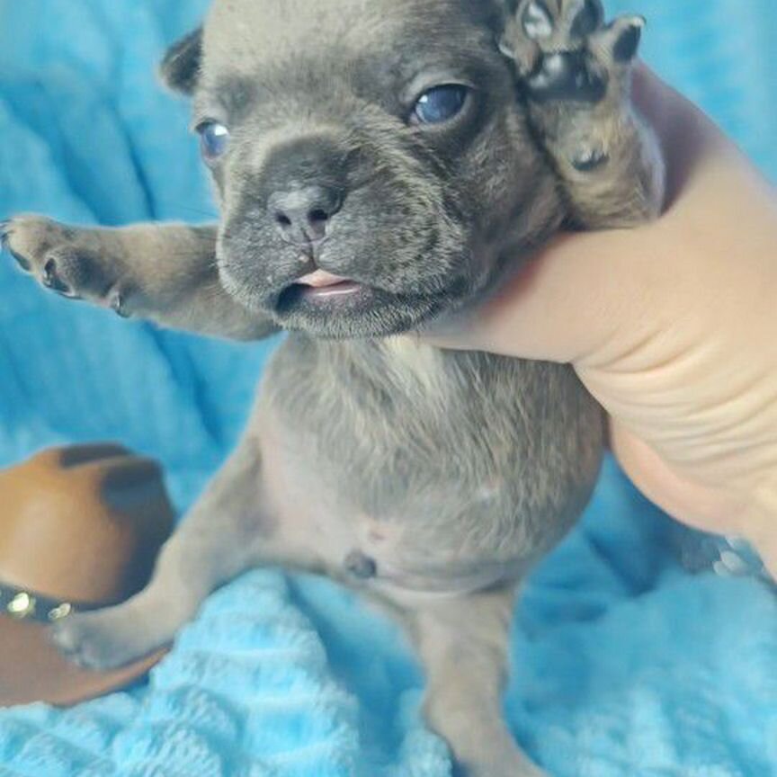 Французский бульдог голубой