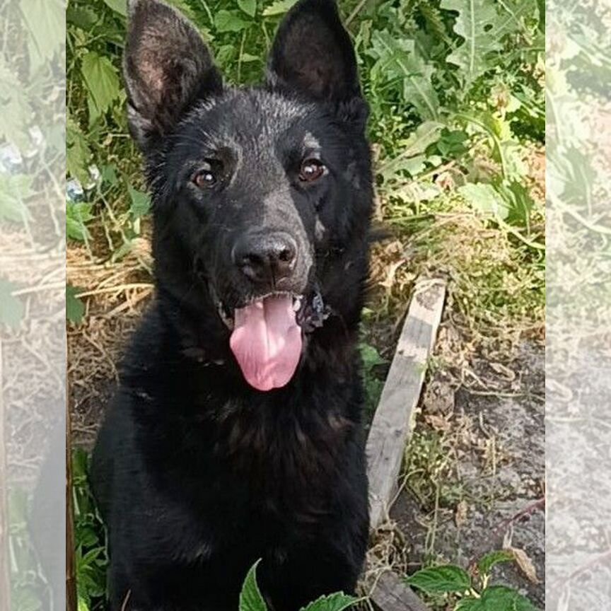 Восточноевропейская овчарка, взрослая собака