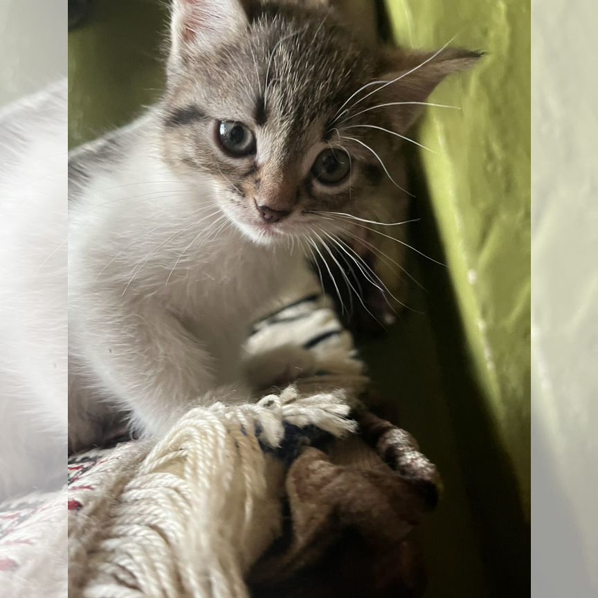 Кошки