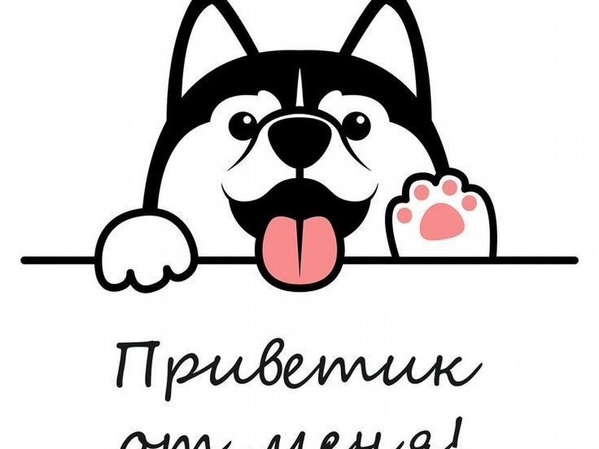 Собаки