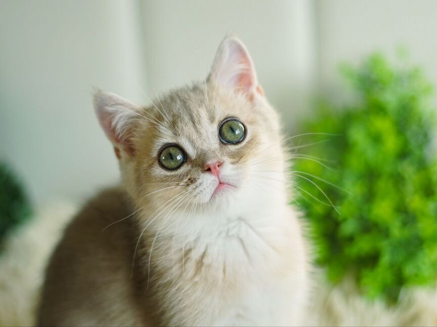 Шотландский прямоухий котенок голубое золото