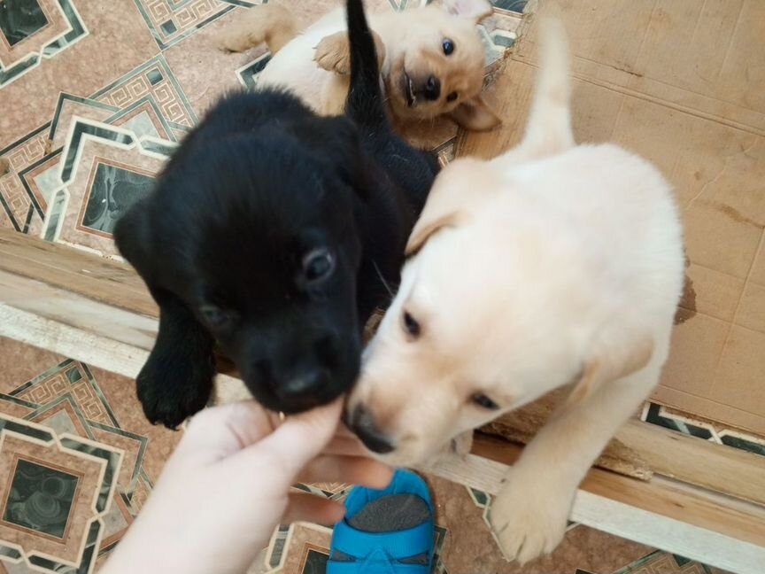 Щенки лабрадора