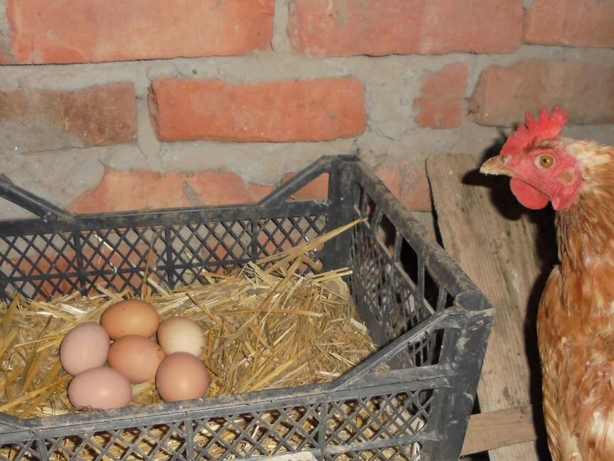 Яйцо куриное