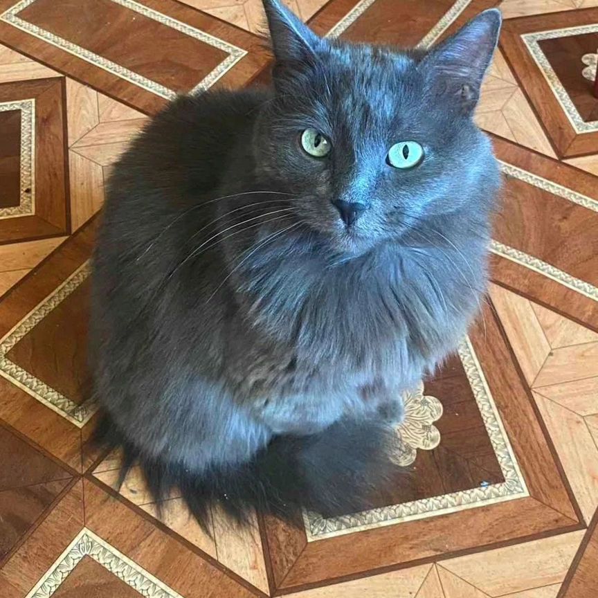 Маркиз