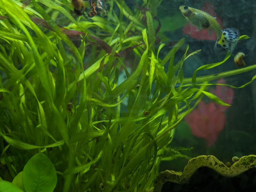 Валлиснерия аквариумное растение