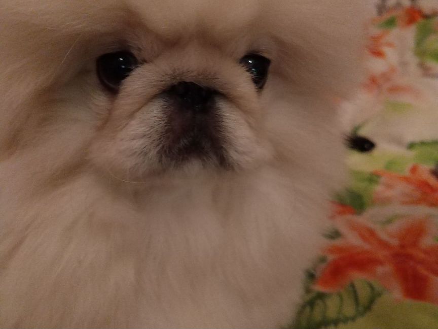 Королевские пекинесы, звоните