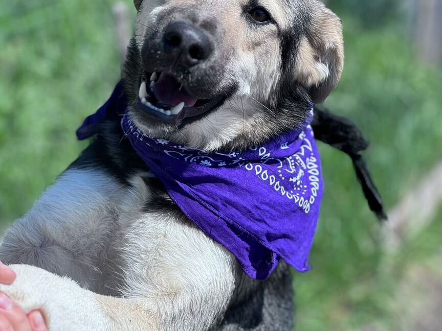 Щен подросток Буба. Приют Некрасовка. В дар
