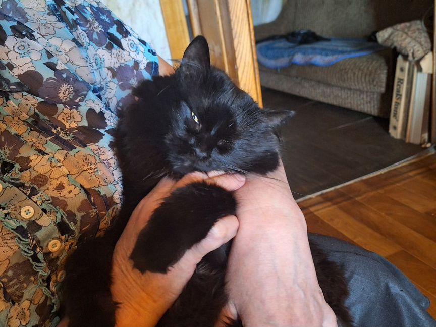 Кошка Лиза