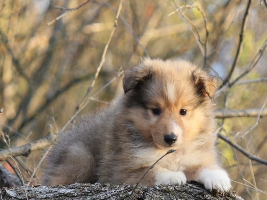 Щенки шелти