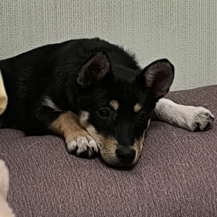 Щенок в добрые руки