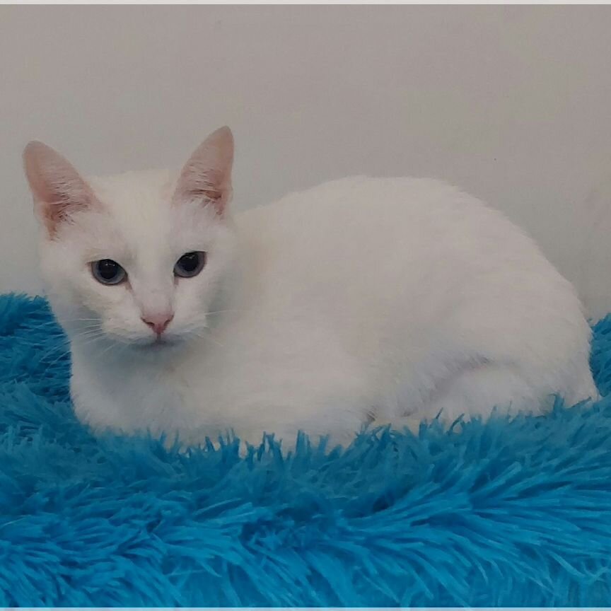 Взрослая кошка в добрые руки