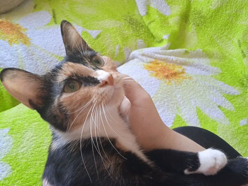 Трехцветная кошечка, сама нежность ищет дом