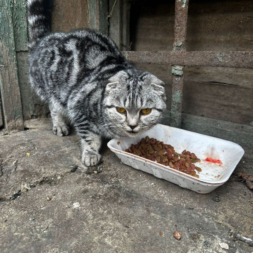 Кошки в добрые руки