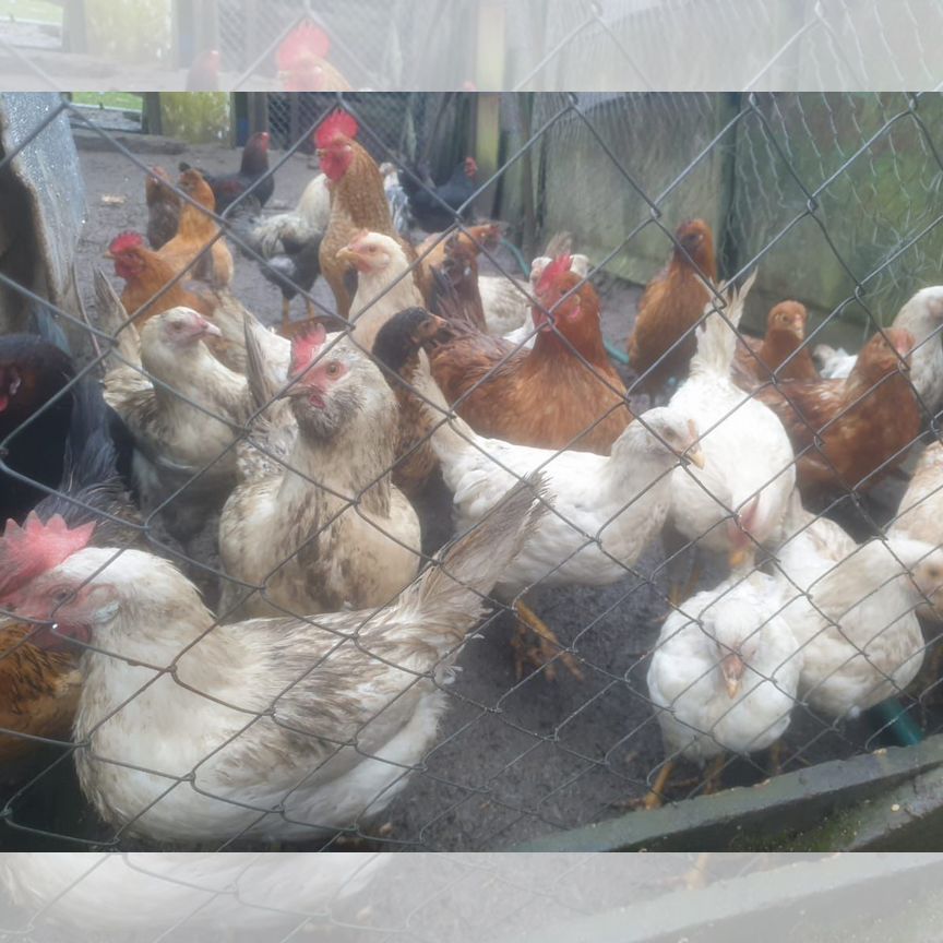 Курицы несушки