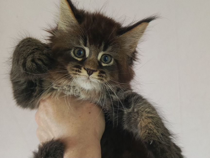 Котята мейн-кун