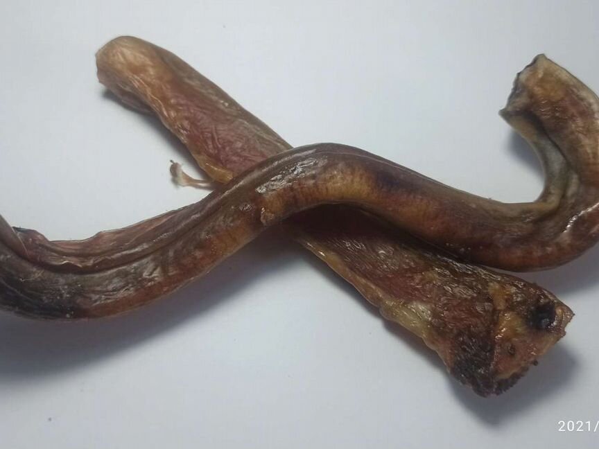 Бычий корень - лучшее лакомство для собак