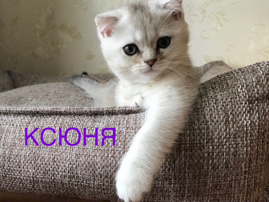 Шотландская девочка Шиншилла от Чемпиона Мира