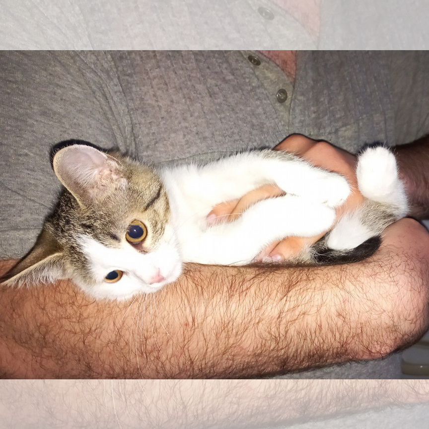 Котята в добрые руки