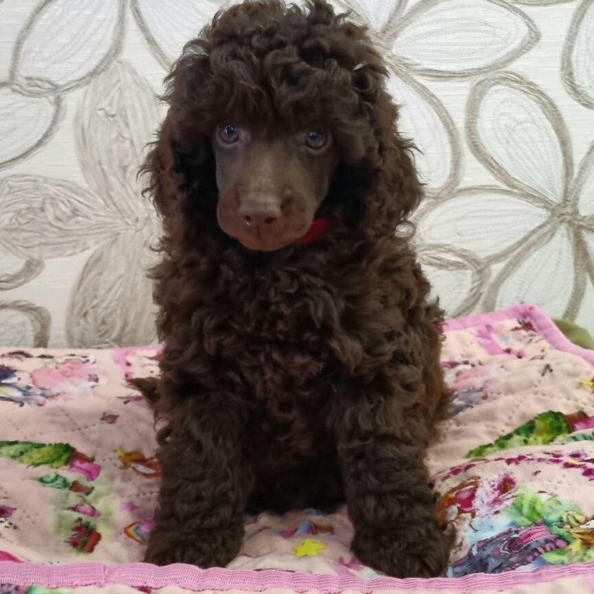 Карликовый пудель, щенок