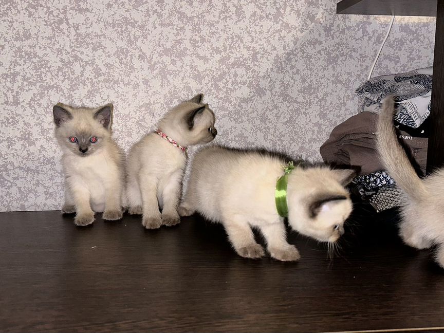 Сиамские-тайские котята